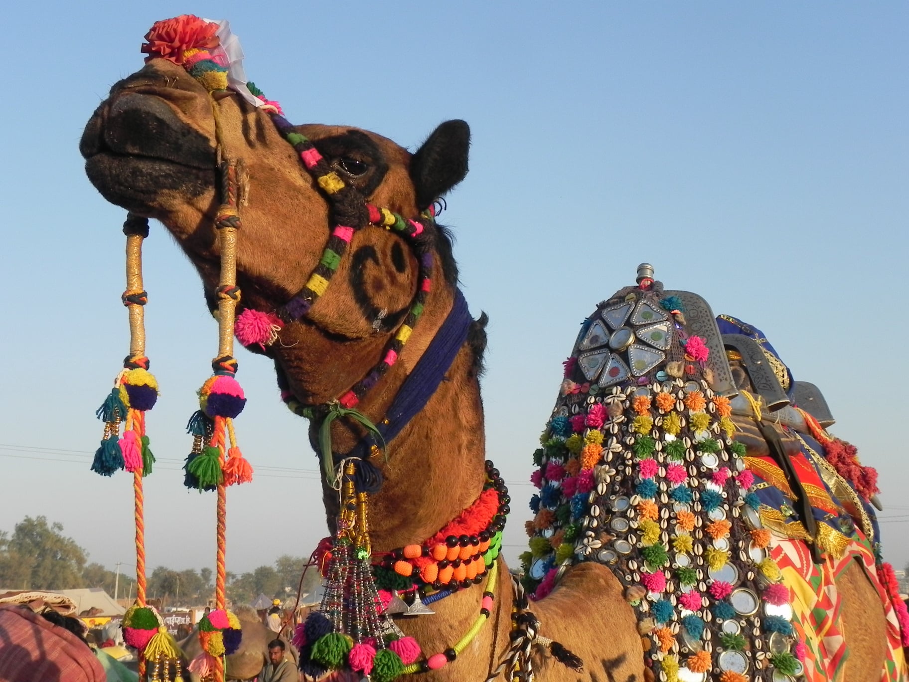 Naguar Camel Festival - Karen Gershowitz